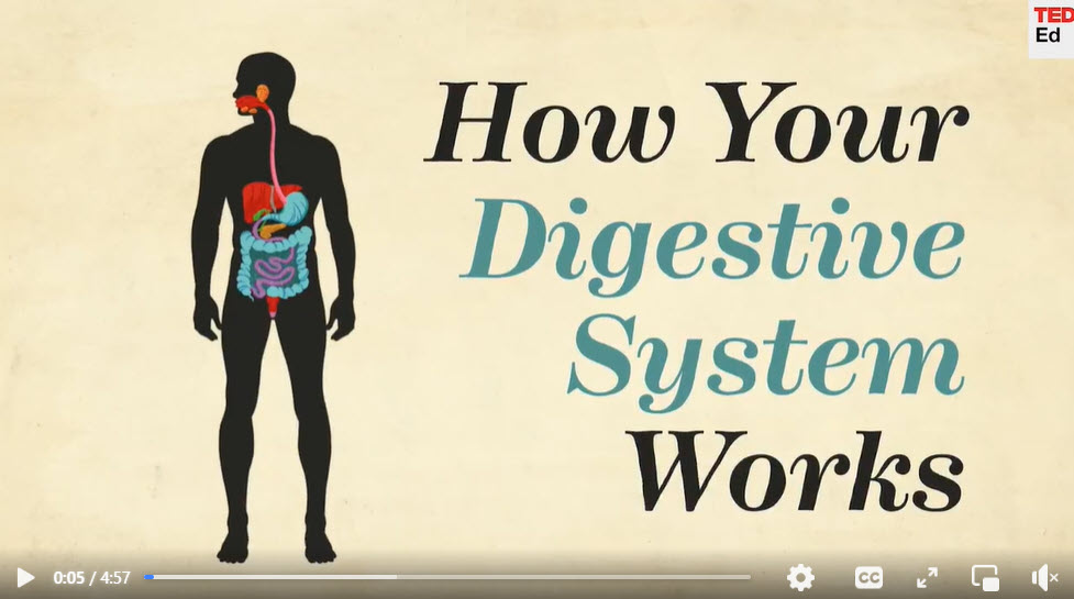 Digestive System – Medical Terminology for Healthcare Professions